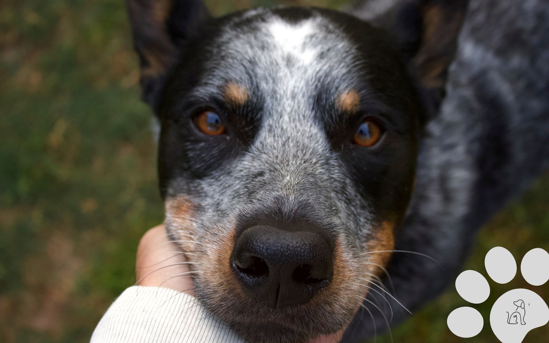 Smartest dogs in the world: 12 breeds you need to know!