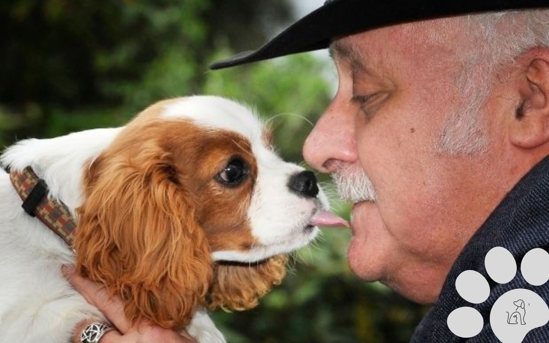 Smartest dogs in the world: 12 breeds you need to know!