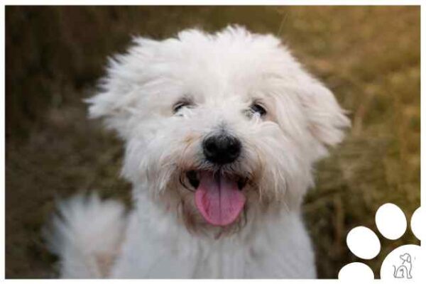 Raça de cachorro manso: conheça 15 cães dóceis