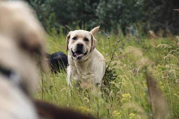 Como saber se o cachorro é feliz: 6 sinais de felicidade canina