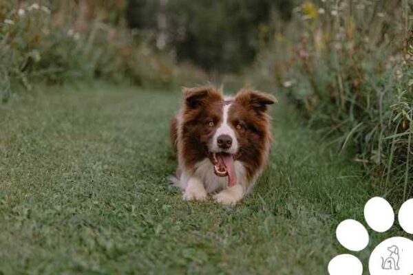 Border Collie: saiba tudo sobre essa raça de cachorro