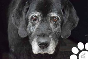 Labrador Retriever: saiba tudo sobre essa raça de cachorro