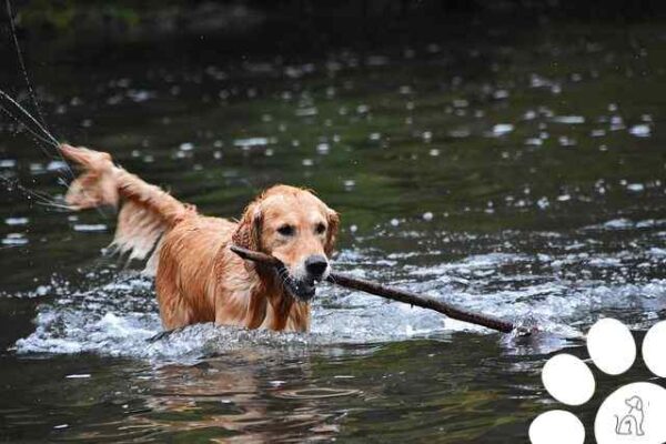 Labrador Retriever: saiba tudo sobre essa raça de cachorro