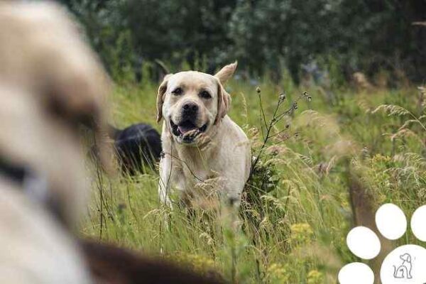 Labrador Retriever: saiba tudo sobre essa raça de cachorro