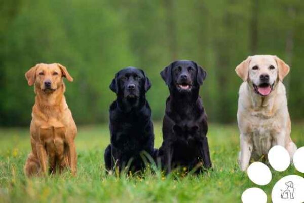 Cachorros mais inteligentes do mundo: 12 raças com QI alto