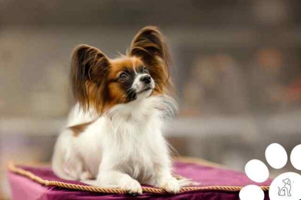 Qual é o cachorro mais bonito do mundo? Veja aqui!