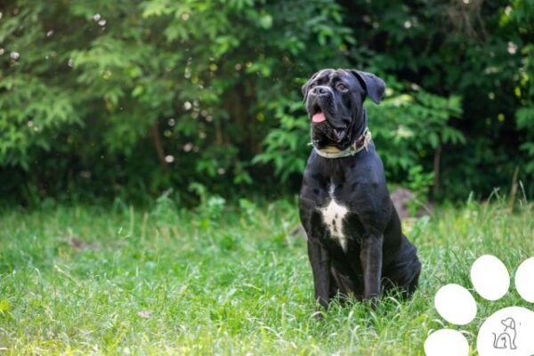 Cães de guarda: 7 raças para você conhecer