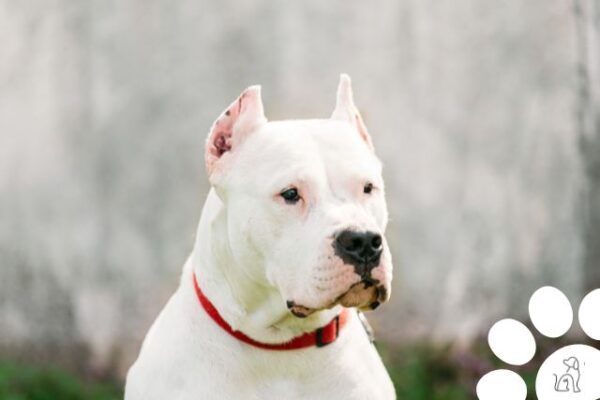 Cães de guarda: 7 raças para você conhecer