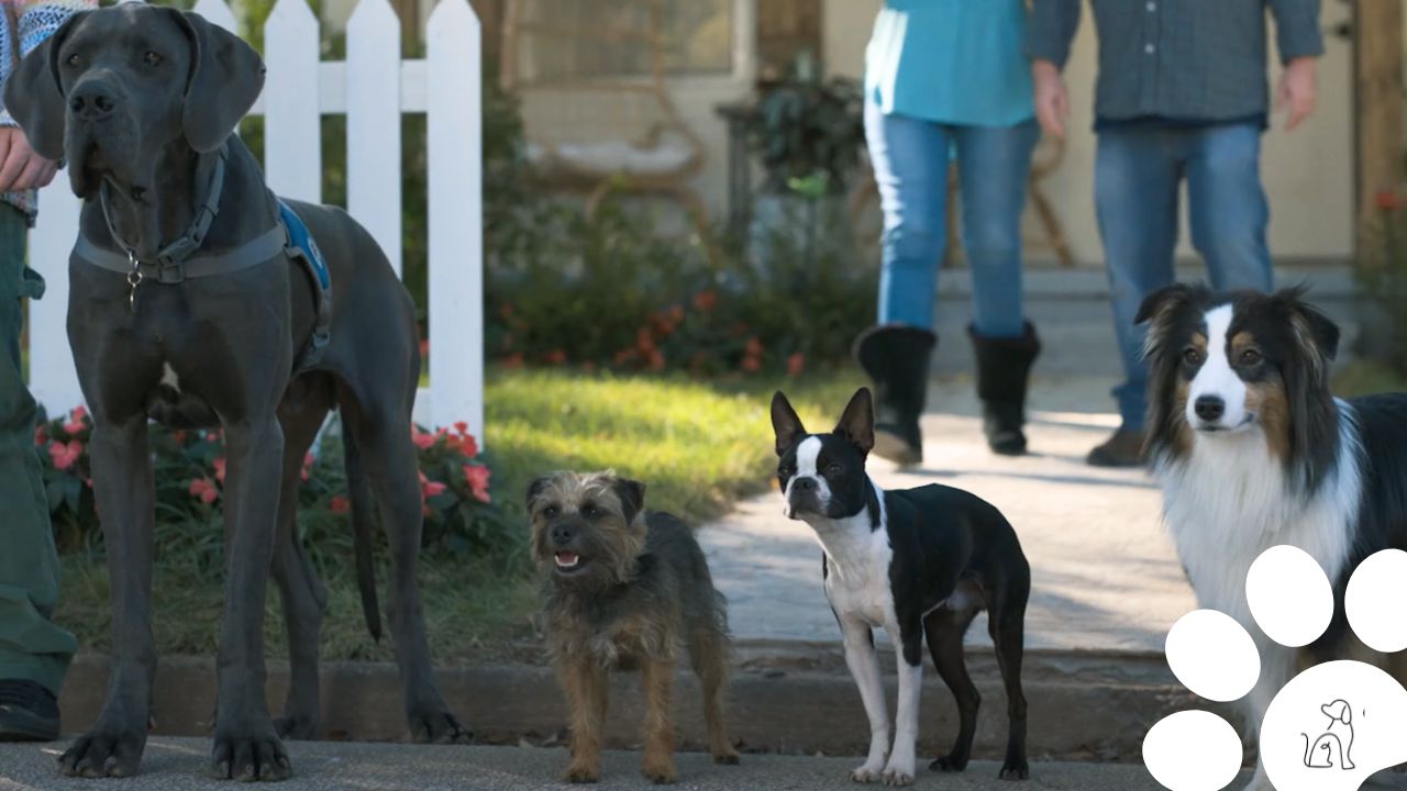 Ruim pra Cachorro: o filme nada fofo!