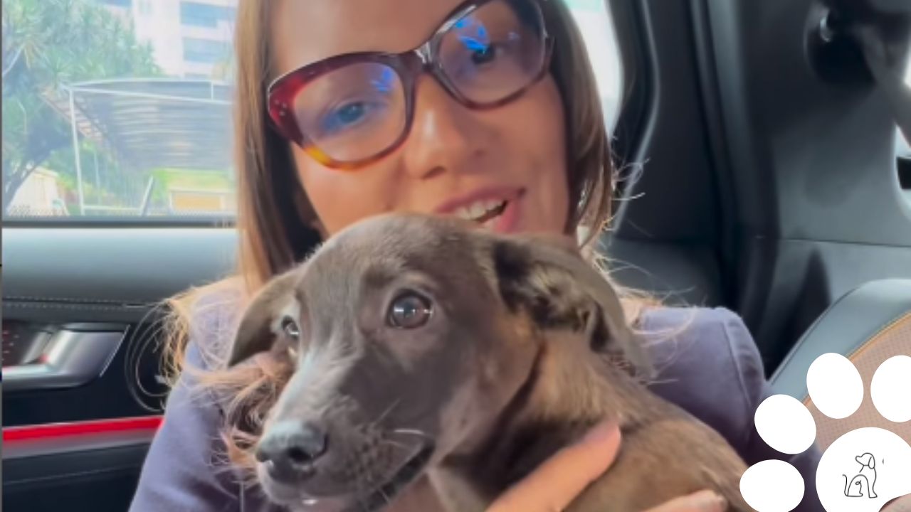 Quais são os 3 cachorros do Lula?