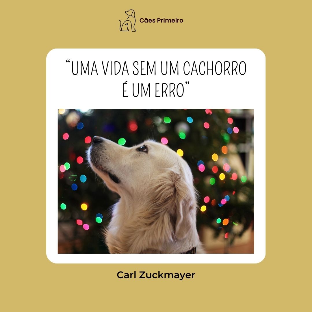 Amor de pet: +100 frases para cachorro curtas e engraçadas