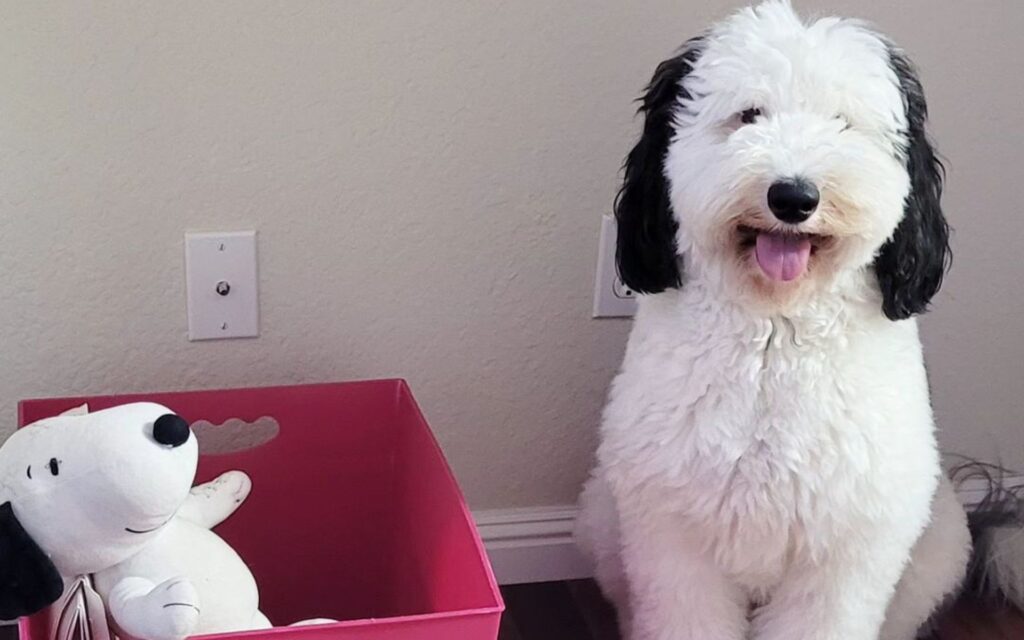 Snoopy da vida real: veja a cachorrinha IDÊNTICA!