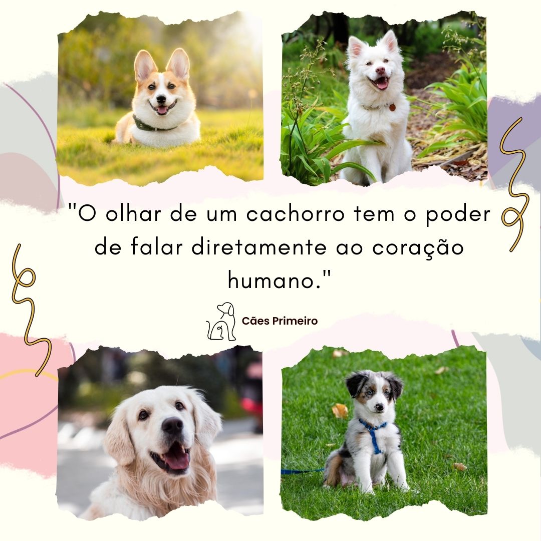Amor de pet: +100 frases para cachorro curtas e engraçadas