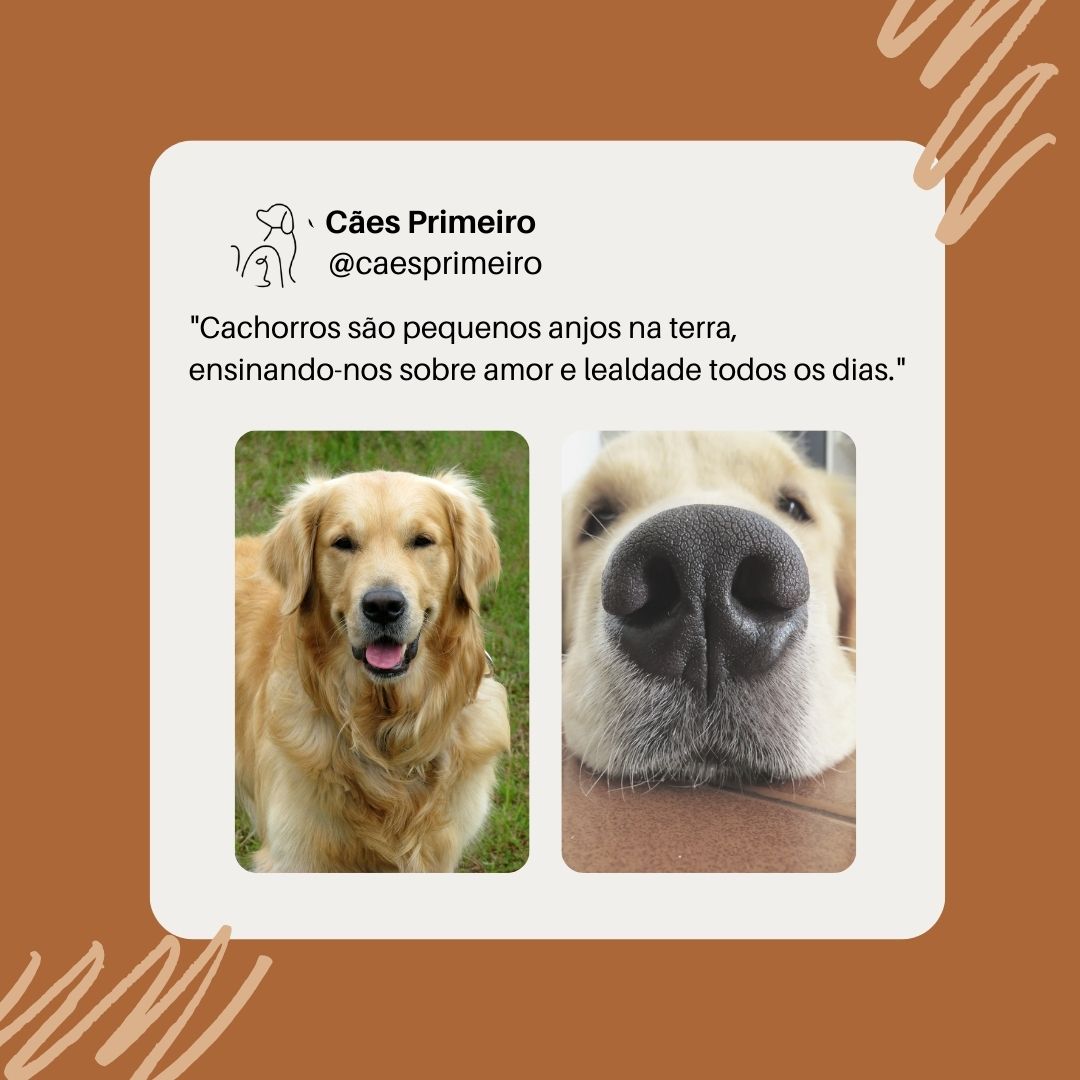 Amor de pet: +100 frases para cachorro curtas e engraçadas