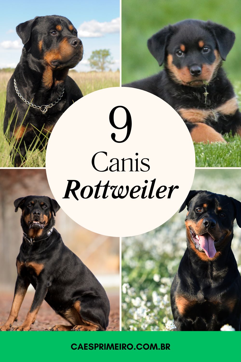 Canil Rottweiler: 9 canis brasileiros para conhecer