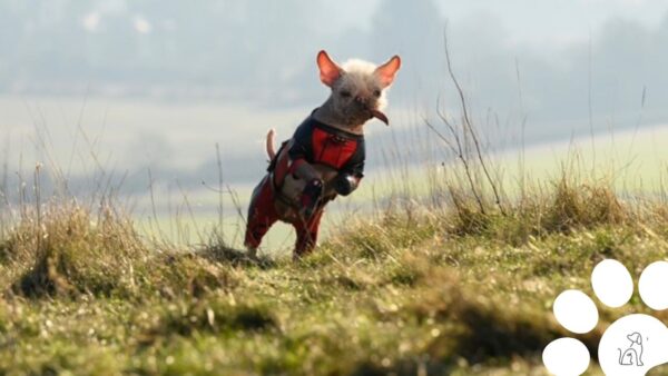 Cachorro do Deadpool: 5 curiosidades sobre a participação