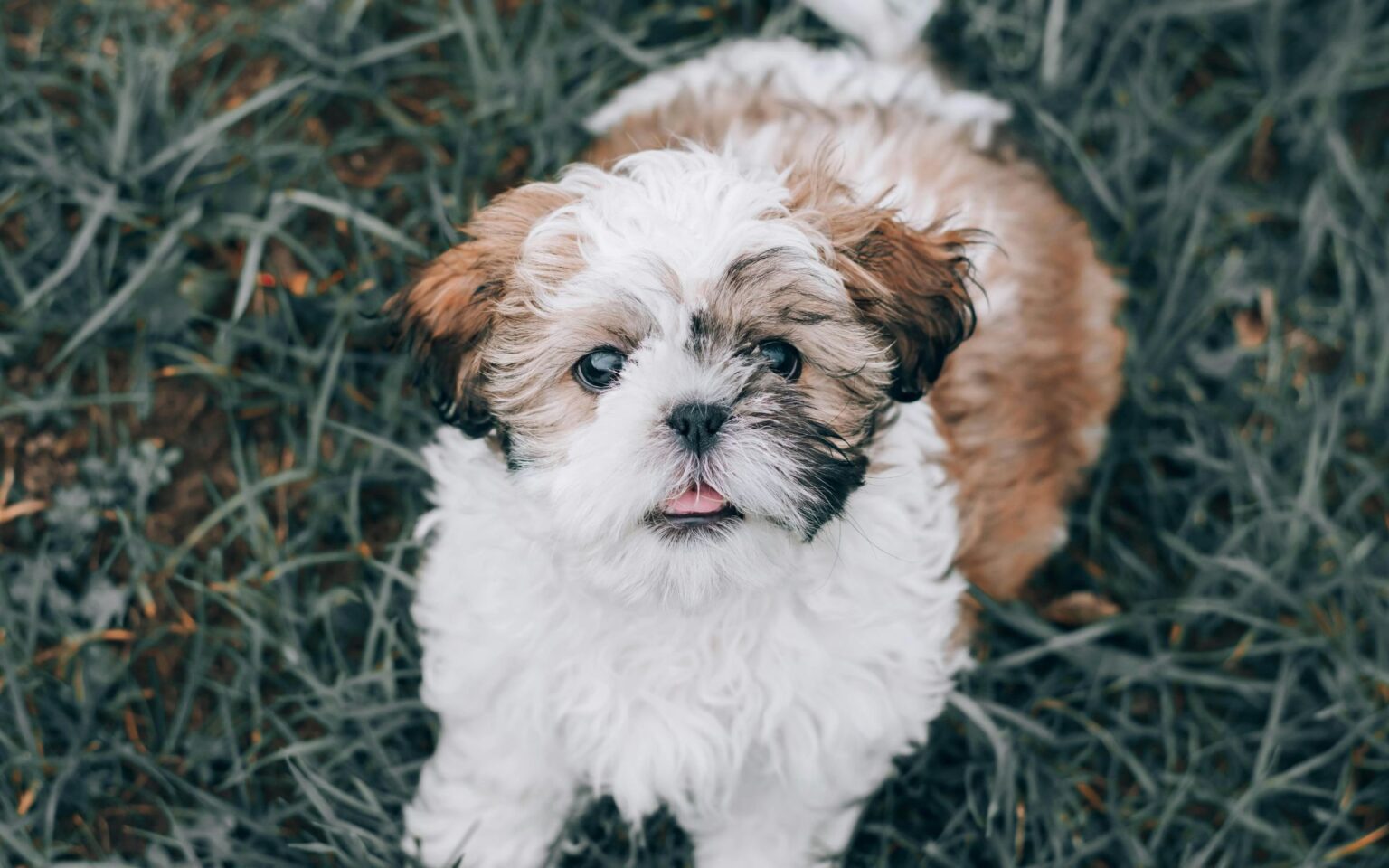 Cachorro da raça Shih Tzu filhote: saiba como cuidar dele!
