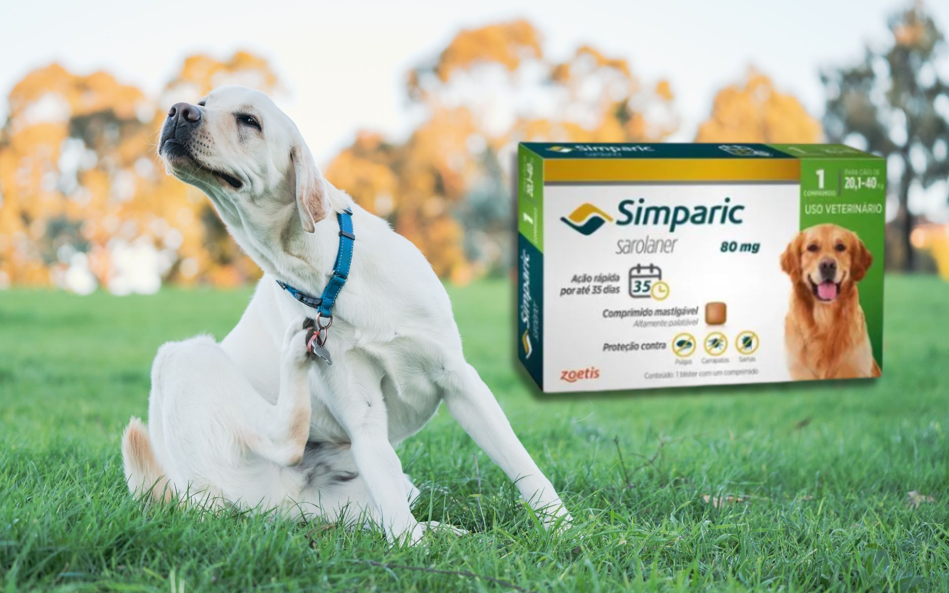 Para que serve o Simparic para cachorro? Entenda AGORA