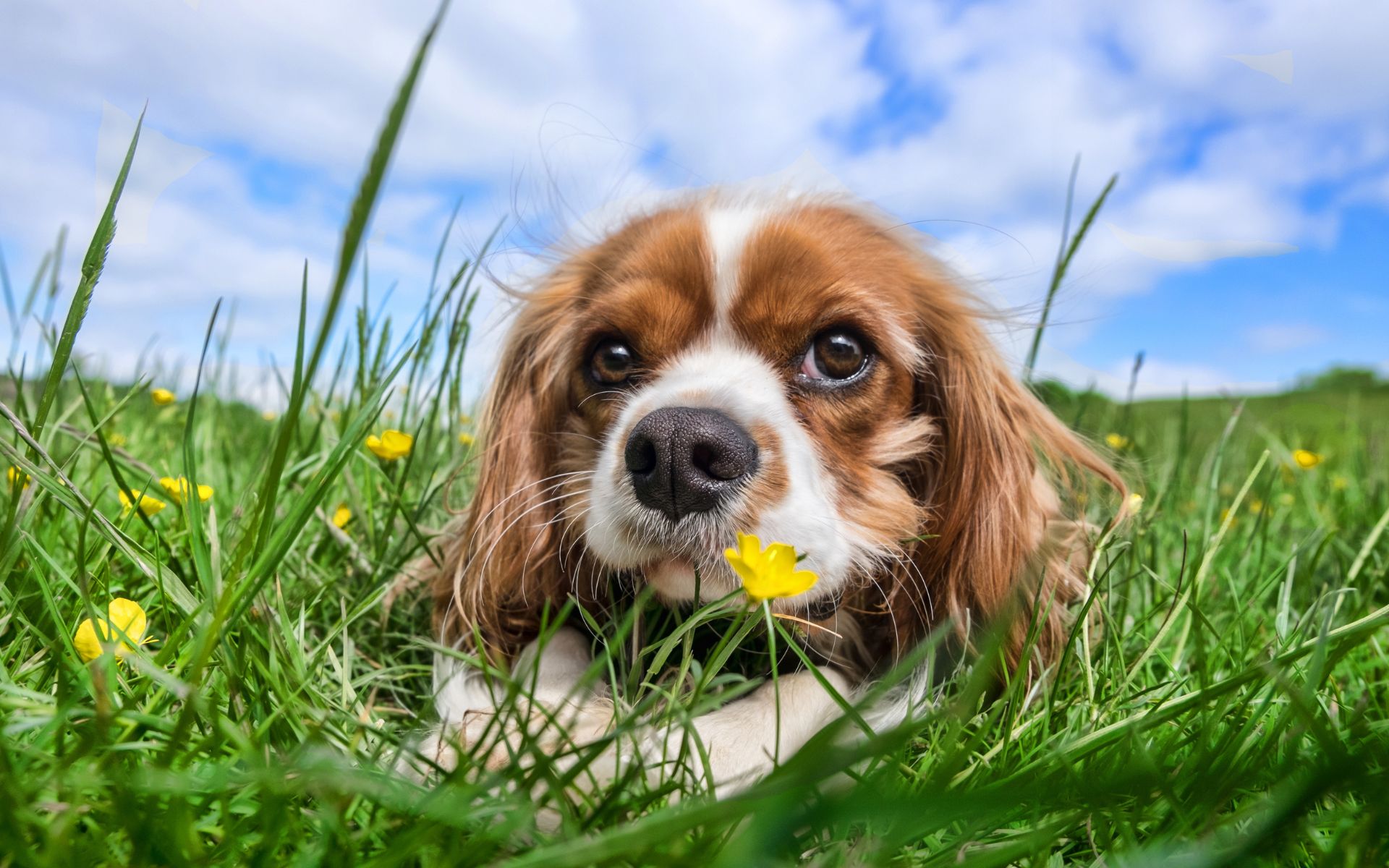 Cavalier King Charles Spaniel personalidade: saiba tudo!