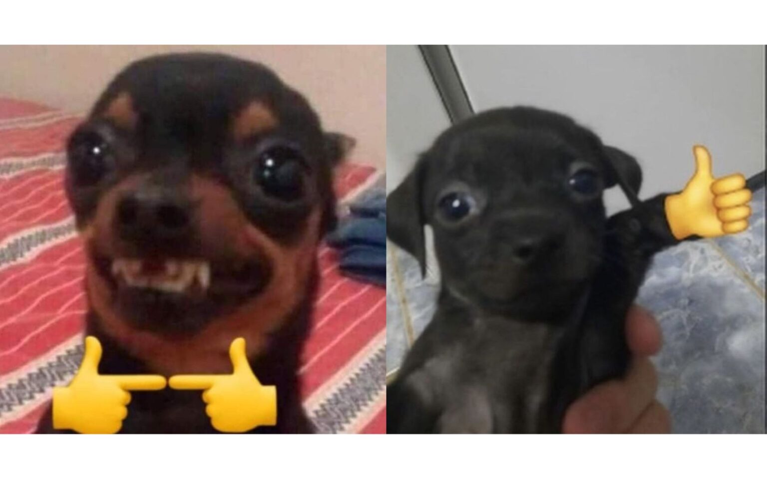 Memes de Pinscher: seleção com 30 fotos engraçadas!