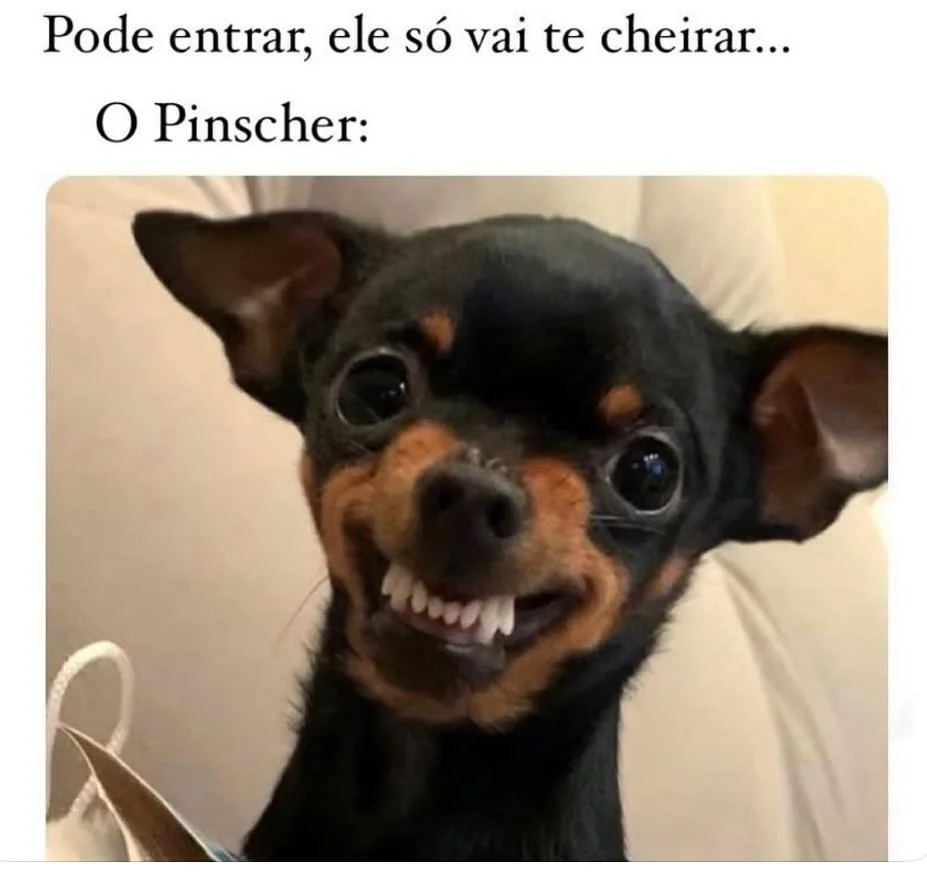 Memes de Pinscher: seleção com 30 fotos engraçadas!
