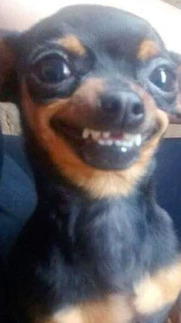 Memes de Pinscher: seleção com 30 fotos engraçadas!
