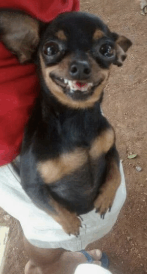 Memes de Pinscher: seleção com 30 fotos engraçadas!