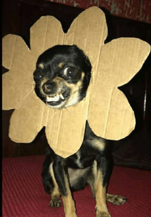 Memes de Pinscher: seleção com 30 fotos engraçadas!