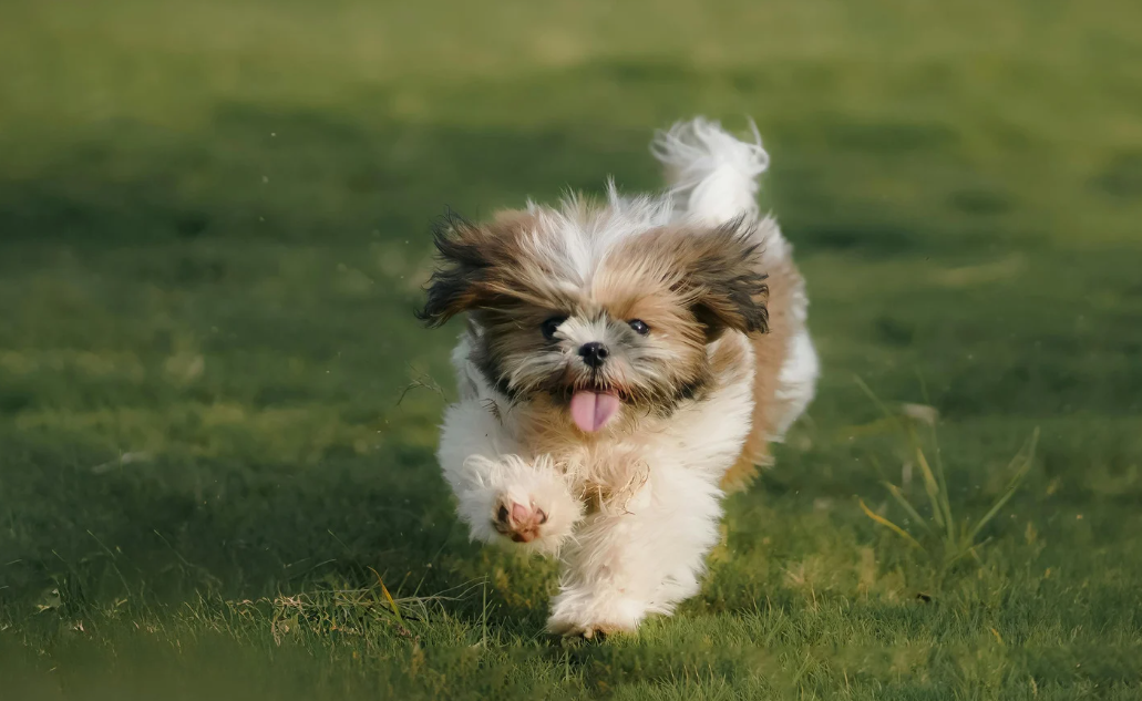 Cachorro da raça Shih Tzu filhote: saiba como cuidar dele!