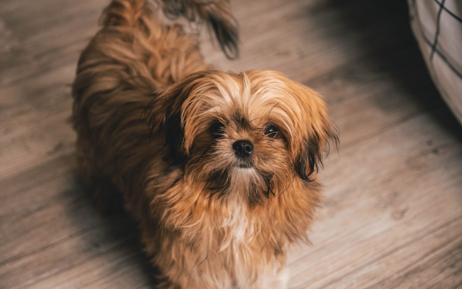 Cachorro da raça Shih Tzu filhote: saiba como cuidar dele!