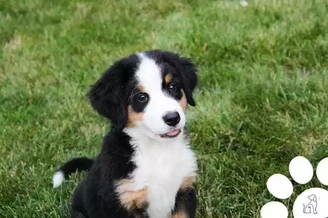 Bernese Mountain Dog ou Boiadeiro de Berna: conheça essa raça de ...